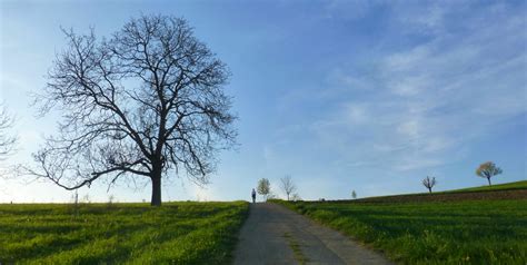 Wallpaper Sunlight Landscape Hill Nature Sky Field Road Branch
