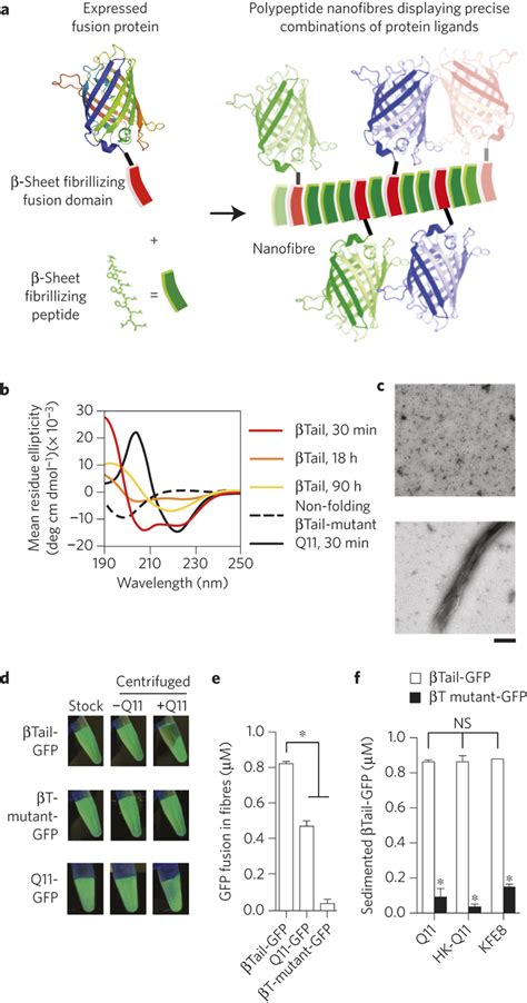 Engineered Fusion Proteins With A β Sheet Fibrillizing Tail Integrate Download Scientific