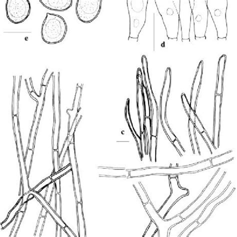 Amylosporus Campbellii A Generative Hyphae B Skeletal Hyphae C