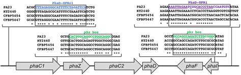 Putative Binding Motifs In The Promoter Regions Of The Genes In The P