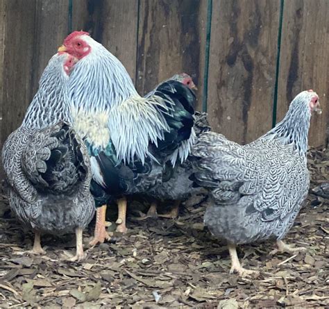 Current Chicken Breeds Sunset Valley Chicks