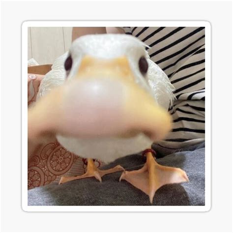 Duck Photo Meme Sticker For Sale By The Lone Vendor Redbubble