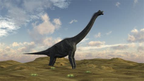 Large Brachiosaurus In Shallow Water Poster Print Item