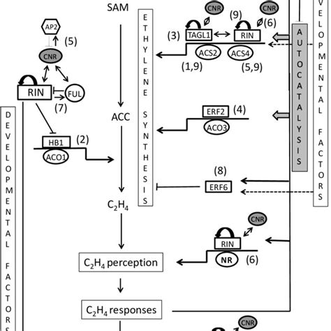 Schematic Representation Of The Role Of Transcriptional Regulators In