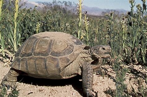 Tortoise And Freshwater Turtle Specialist Group