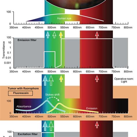Schematic View Of The Concept Of Icg Fluorescence Visualization Using A