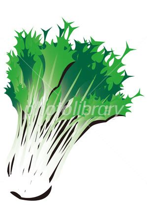 水菜のイラスト イラスト素材 2928639 フォトライブラリー photolibrary