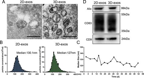 Characterization Of 2d Exos And 3d Exos A Morphology Of 2d Exos And