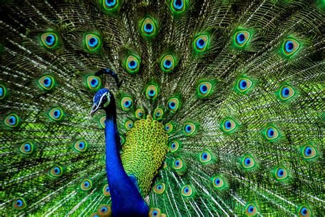 Indian Peacock The National Bird Of India