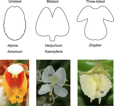 Zingiberaceae Classification