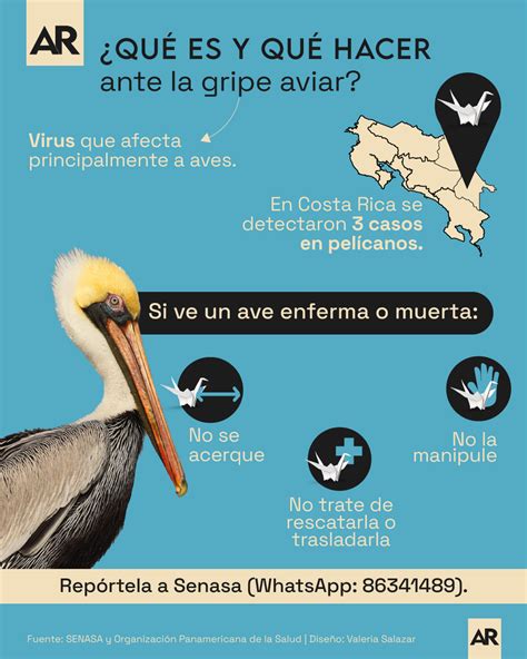 ¿qué Es Y Qué Hacer Ante La Gripe Aviar