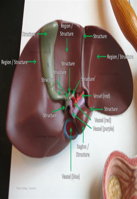 AP Lab II Liver Inferior Diagram Quizlet