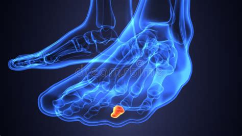3d Illustration Of Skeleton Feet Bone Anatomy Stock Illustration