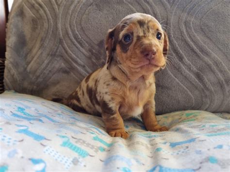 Arlo Keep Sake Miniature Dachshunds
