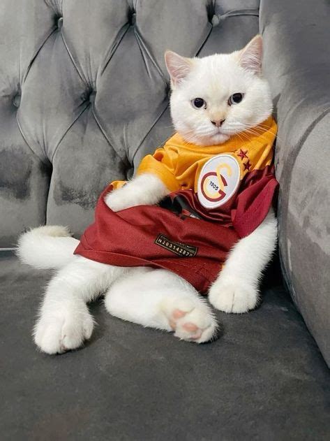 Tatlı Kedi Fotoları