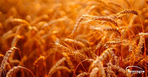 Cultivos De Invierno Interagro Sa