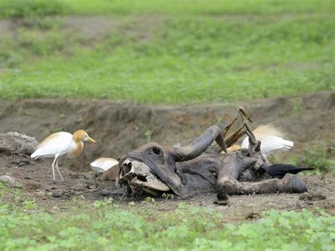 Una Attack Aftermath Dalits Pledge Not To Lift Carcasses In Gujarat