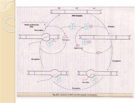 Nucleic Acid Metabolism And Genetic Information Transfer Pptx