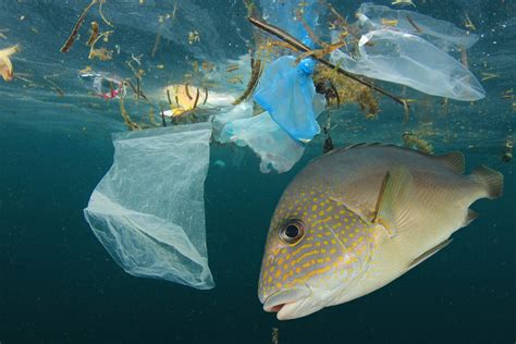 ¿cómo Afecta La Contaminación Hídrica A Los Peces Mis Animales