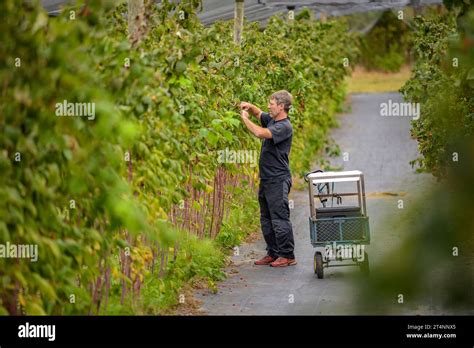 Jordi Bret Producer Of Red Passion Berries In His Raspberry Field At