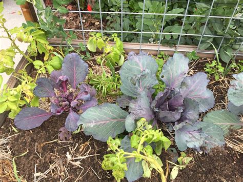 Cabbage Aphids The Daily Garden