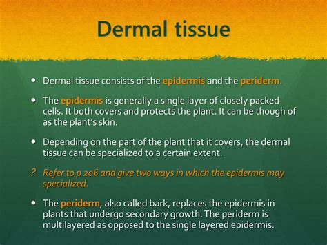 Ppt Plant Tissue Systems Powerpoint Presentation Free Download Id