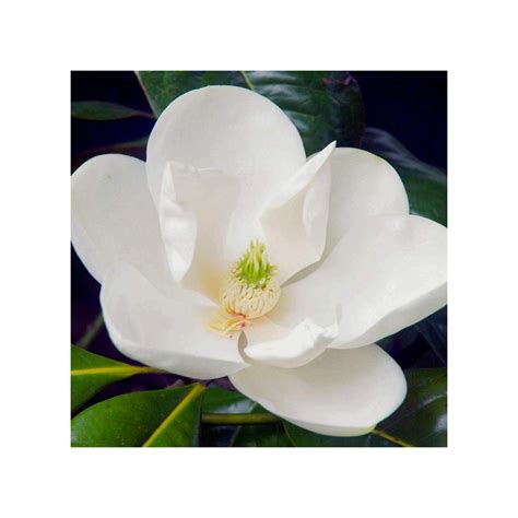 Magnolia Trees And Shrubs