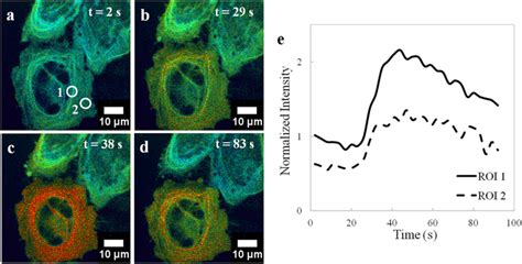 Effect Of H2o2 On Hyper Tau Expressing Hela Cells A D H2o2 100 μm