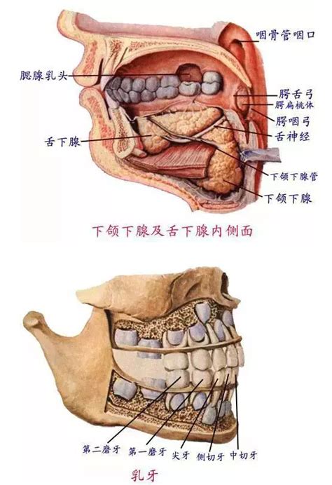 牙齿组织图 各类图谱 陕西嘉友科贸有限公司