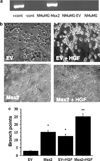 Msx2 Enhances Branching Morphogenesis In Nmumg Cells A Msx2