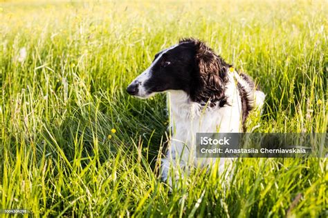 흑인과 백인 개 품종 러시아 Borzoi 푸른 잔디와 노란 미나리 풀밭에 누워의 클로즈업 초상화 갈색에 대한 스톡 사진 및 기타