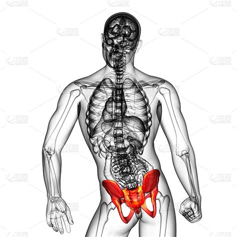 骨盆骨的3d医学插图素材 花瓣网