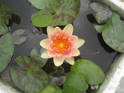 这5种花“太晦气”，养在家里也“不吉利”，早扔出去早好 知乎