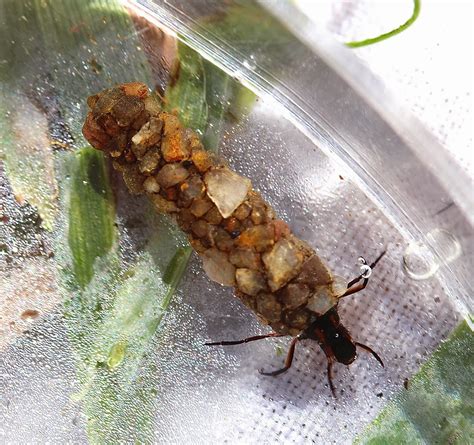 Aquatic Insects Of Central Virginia The Strong Case Makers