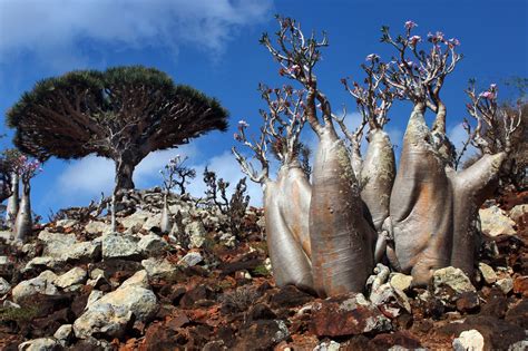 Things To Do In Alien Looking Place On Earth Socotra Island Found The