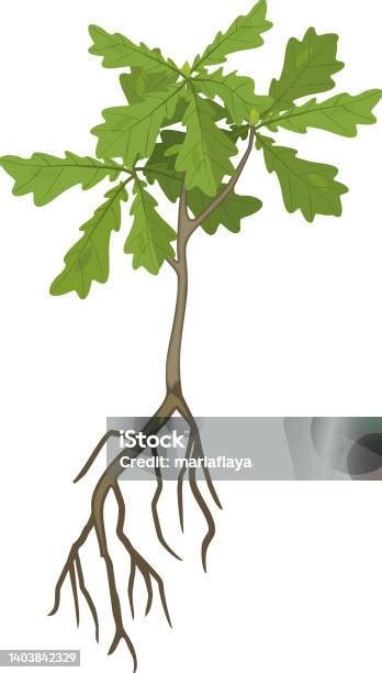 녹색 잎과 흰 배경에 고립 된 뿌리 계통이있는 어린 참나무 묘목 0명에 대한 스톡 벡터 아트 및 기타 이미지 0명 검은색