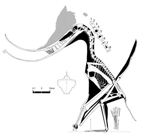 Pterodaustro Pictures And Facts The Dinosaur Database