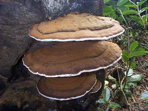 Ganoderma Applanatum Artist S Fungus In 2020 Ganoderma Applanatum
