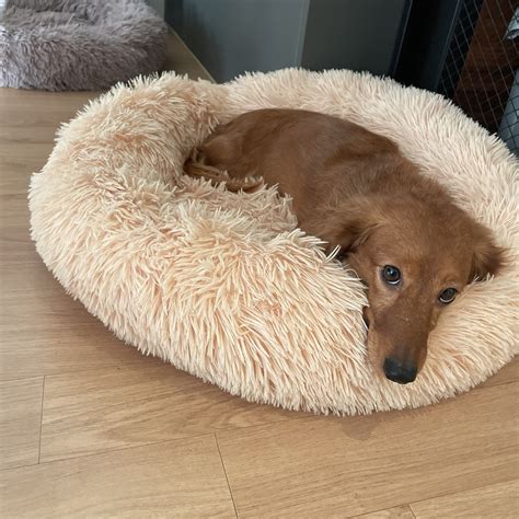 장모닥스훈트 엘빈 강아지 책임분양♥분양완료 아이조아 유기방지입양 파양 강아지보호소 고양이보호소 무료분양센터