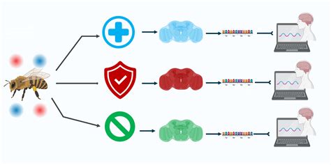 Bee Flowchart Biorender Science Templates