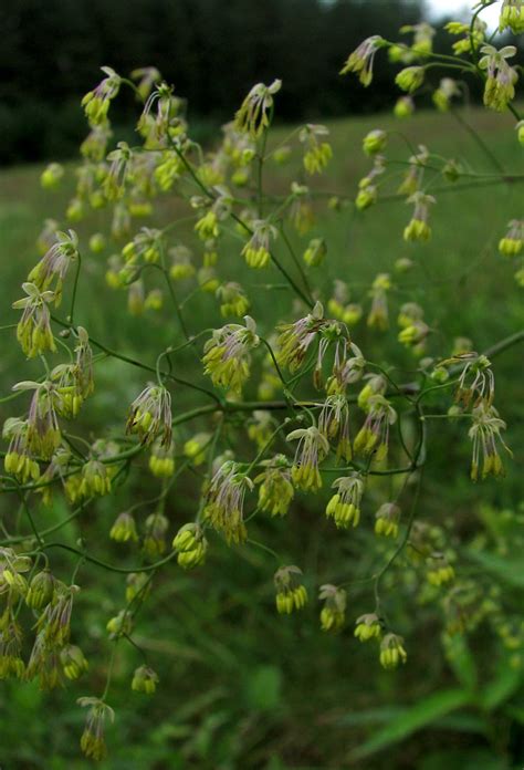 Thalictrum