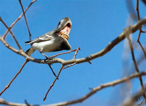 Birds With Human Mouths