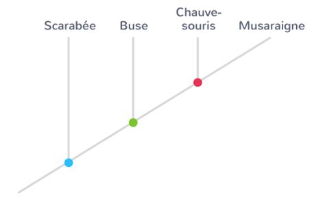 Lire un arbre phylogénétique Tle Exercice de connaissances SVT