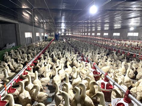Quảng Trị Nhân Rộng Mô Hình Chăn Nuôi Theo Chuỗi Giá Trị ở Vĩnh Linh