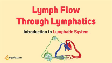 Introduction To Lymphatic System