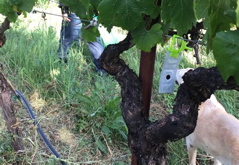 Uninvited Guests Pests