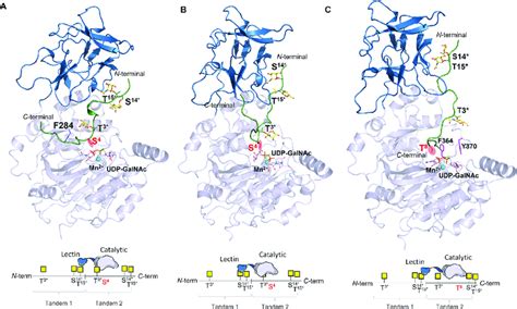 Putative 3D Models Obtained By MD Simulations To Explain The