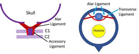 How Does The Body Stabilize The C1 C2 Joint The Role Of The Alar