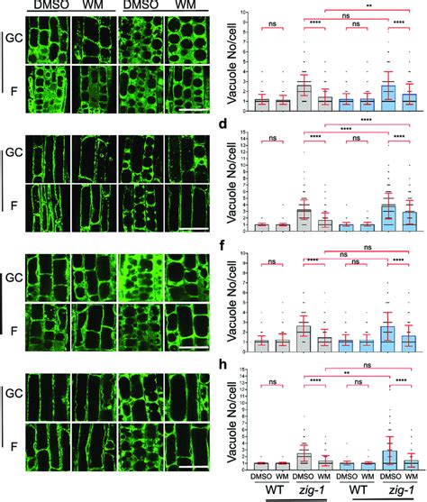 Quantification Of Wm Induced Vacuole Fusion Vacuole Morphology A C