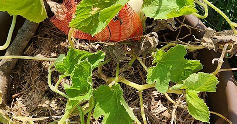 Mini Cantalope Album On Imgur